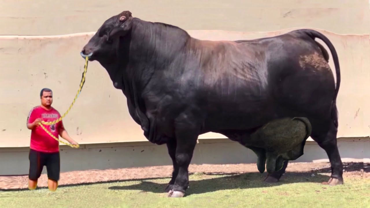 Top 10 largest cattle breeds with daily and yearly average weight gain ...