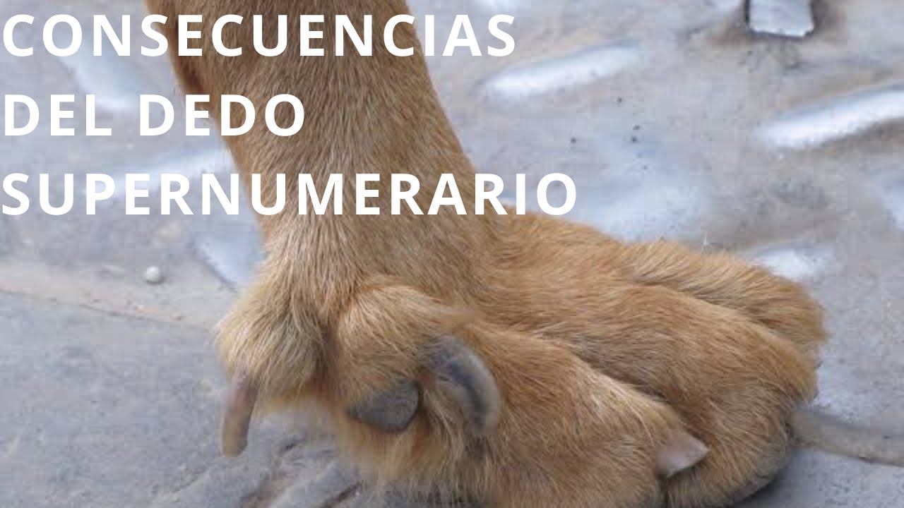 Espolón, quinto dedo o garra en mi perro. - YouTube