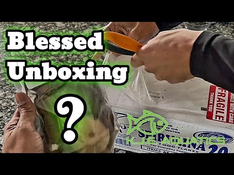 FishFam Christmas Unboxing - YouTube