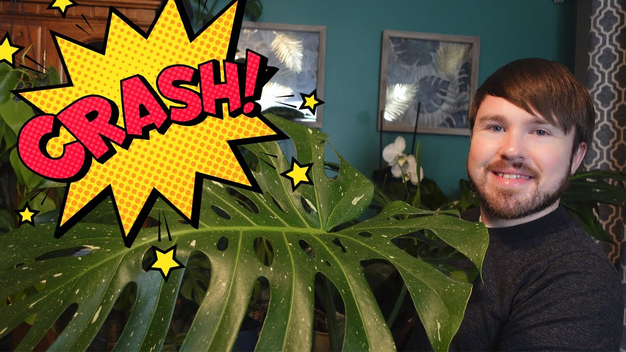 Plant Price Crash! Exploring the Plant Craze and Price Crashes (12 ...