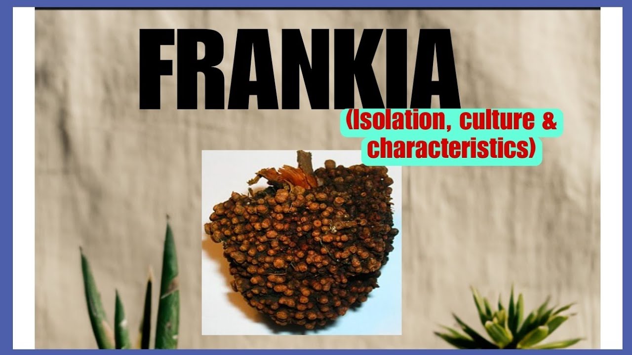 BIOFERTILIZERS-FRANKIA-Isolation, Culture& Characteristics @SAM BIOLOGY ...