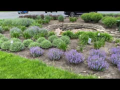 What is the Difference Between the Different Nepetas (Catmint)