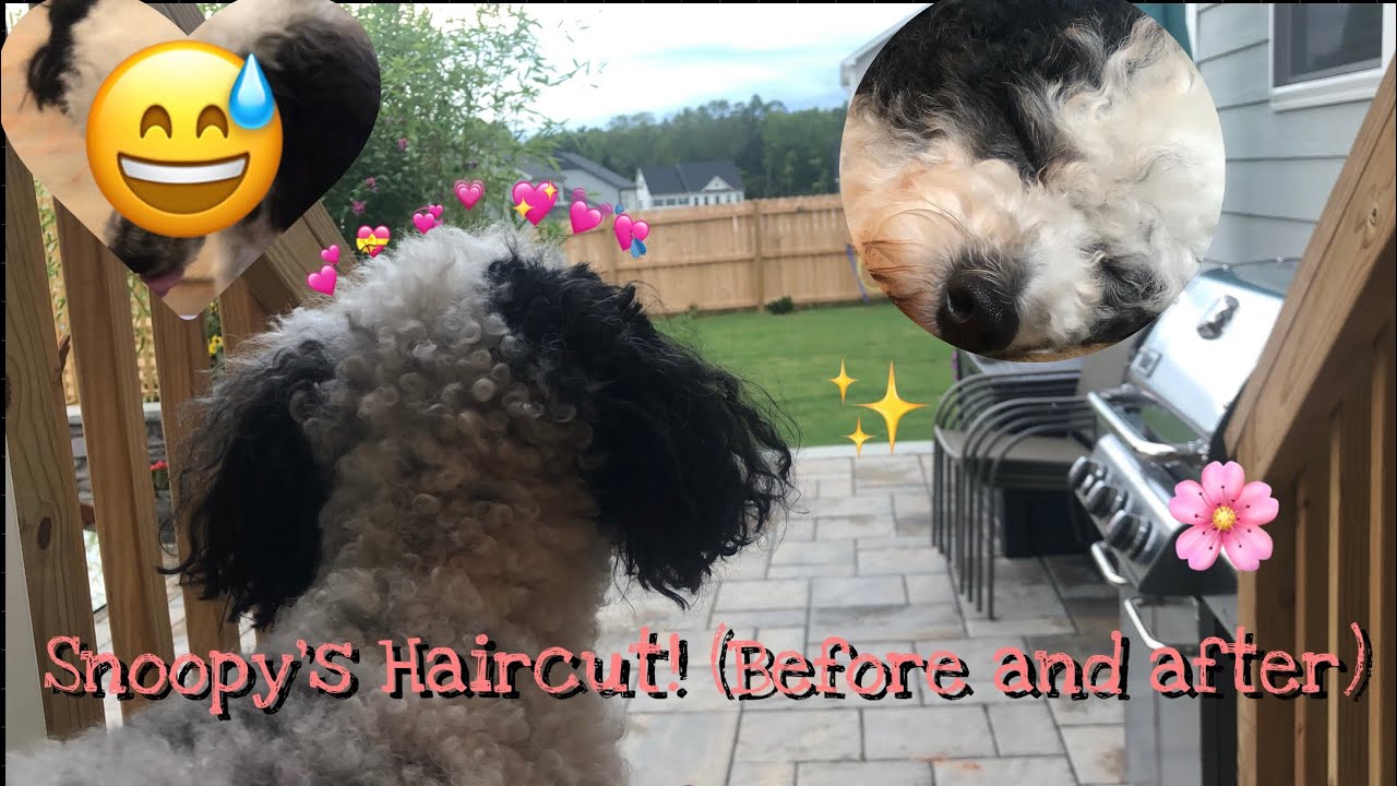Snoopy’s Haircut! (Before and After💕) - YouTube