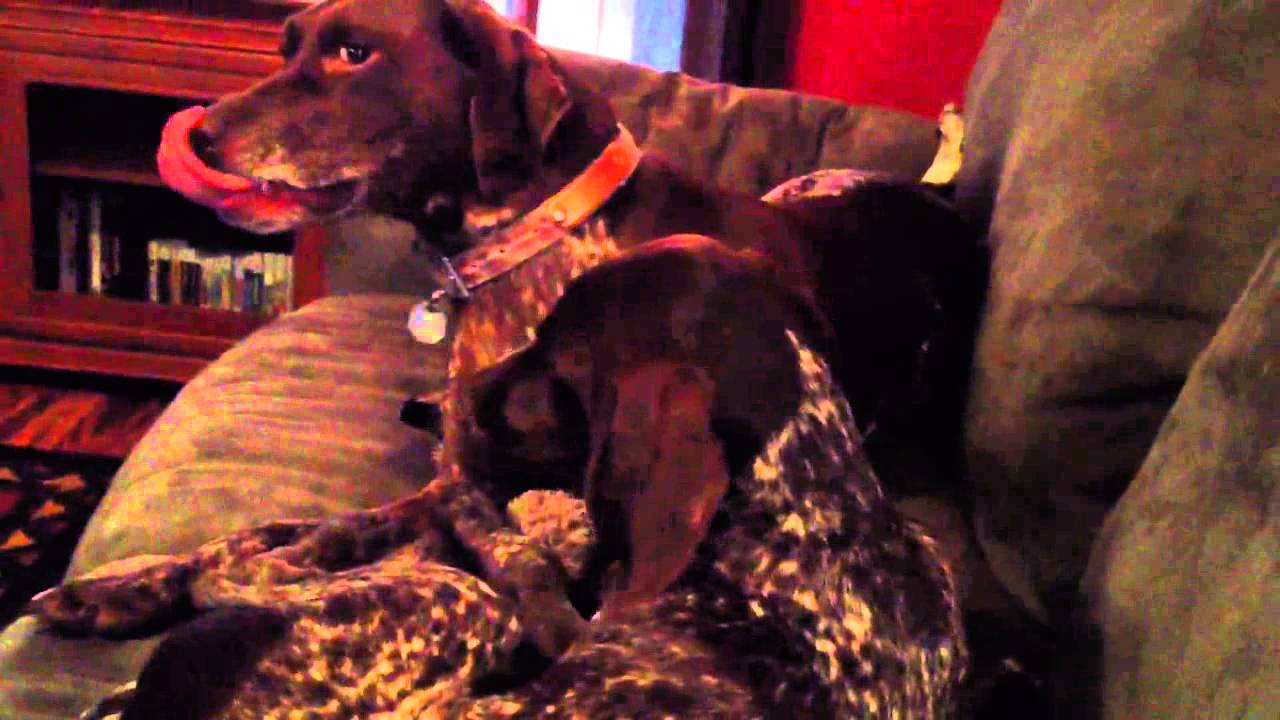 My pups - YouTube