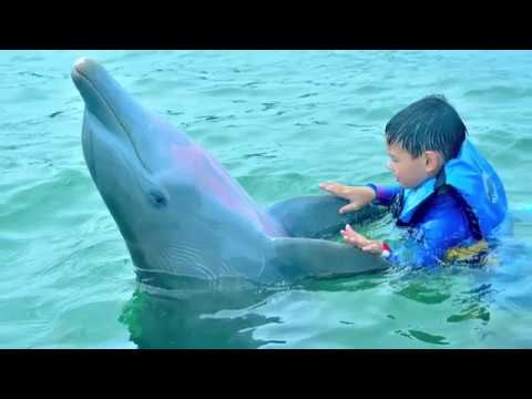 Anguilla: Swimming with the Dolphins - YouTube