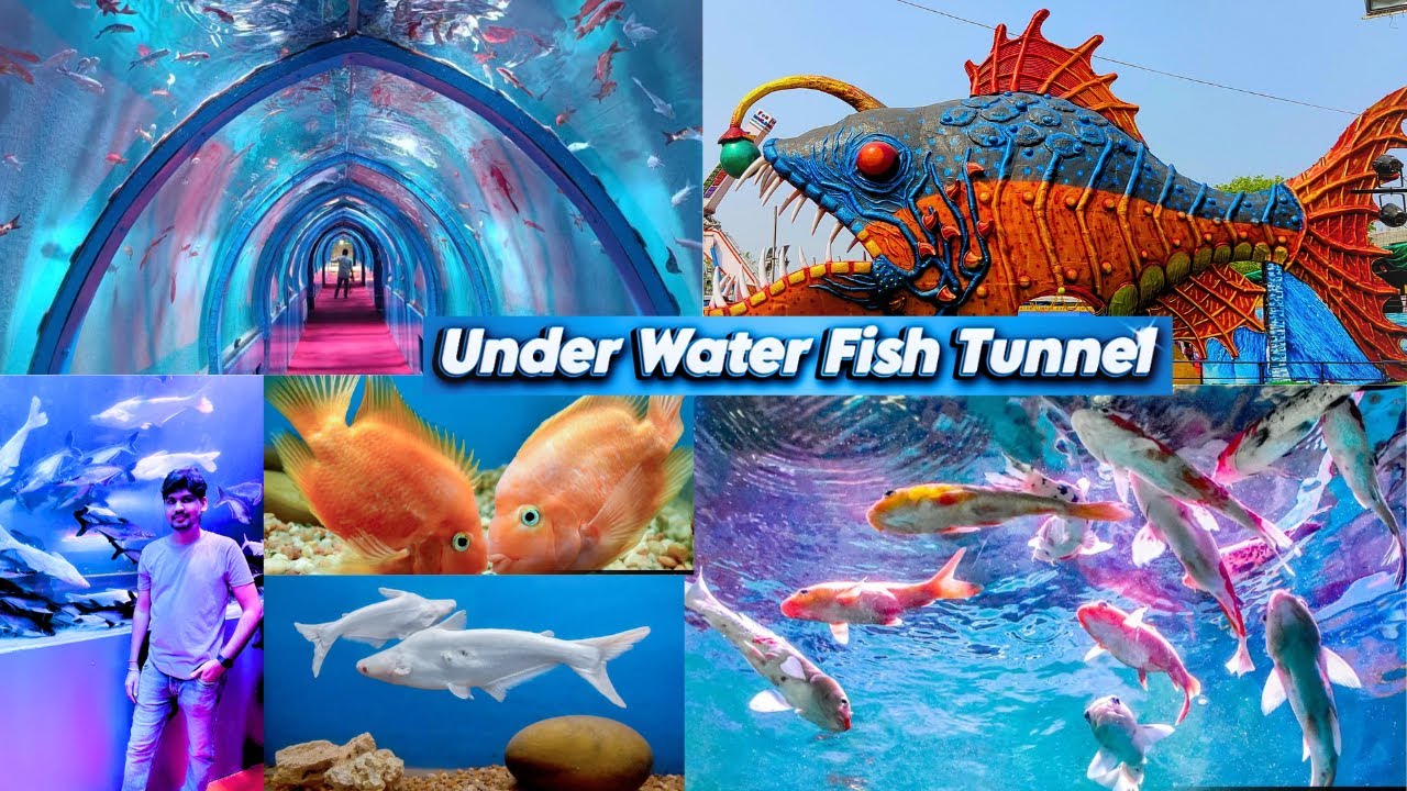 Underwater Fish Tunnel | Colorful Aquarium Tour | Kids & Family Fun ...