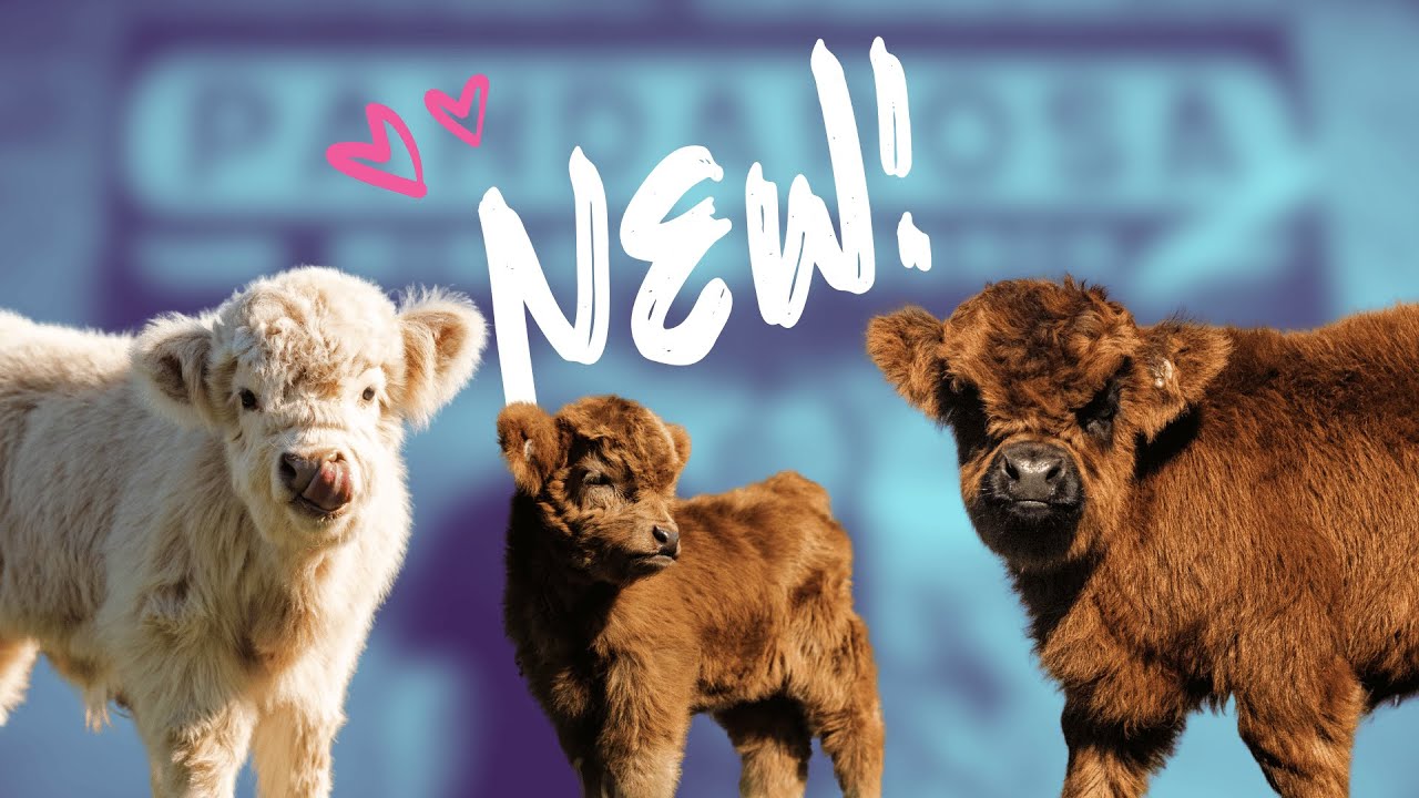 You've Never Seen This Many Mini Cows - I Got Three!! - YouTube