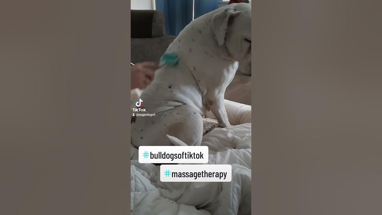 SUGAR MY AMERICAN BULLDOG #sugar #dog #bulldog #funny #comedy #viral #ad #fyp #pets #everyone # ...
