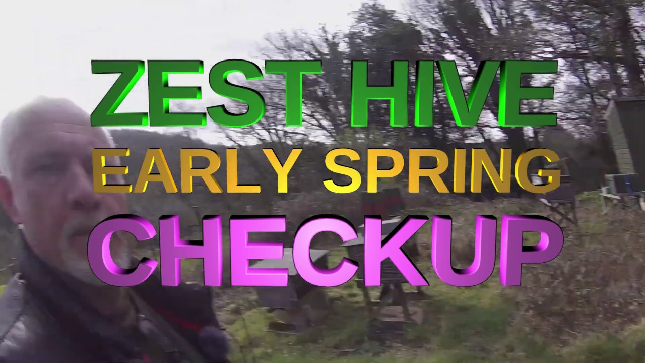 ZEST hive spring checkup - YouTube