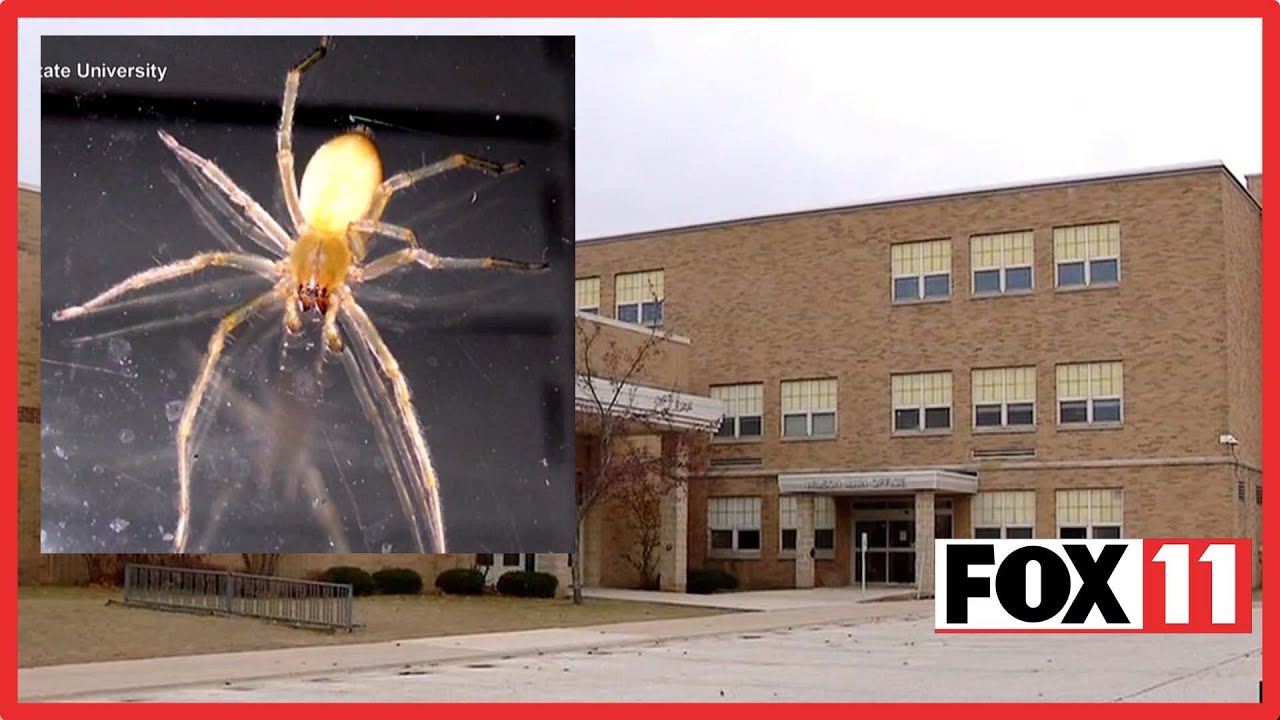 Spiders bite student and teacher, closes Manitowoc school - YouTube