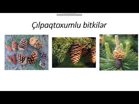 Çılpaqtoxumlular və onların çoxalması