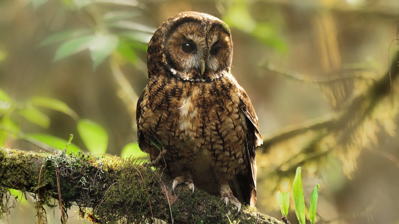 Himalayan Owl - YouTube