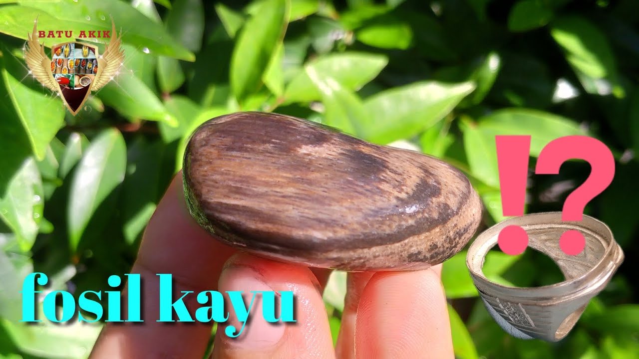 Hasilnya unik Bahan pencarian kemaren, Batu fossil kayu, - YouTube