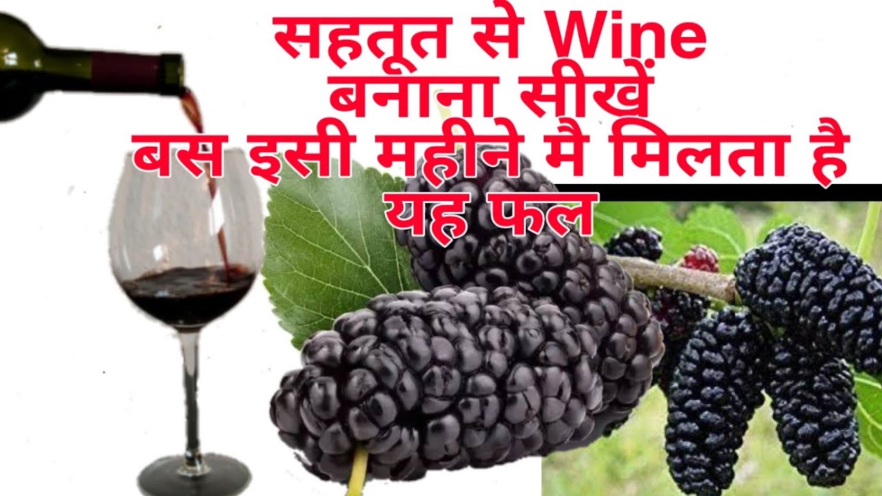 Red wine of Sehtut Berries Make at home . wine Desi tree Berries ...