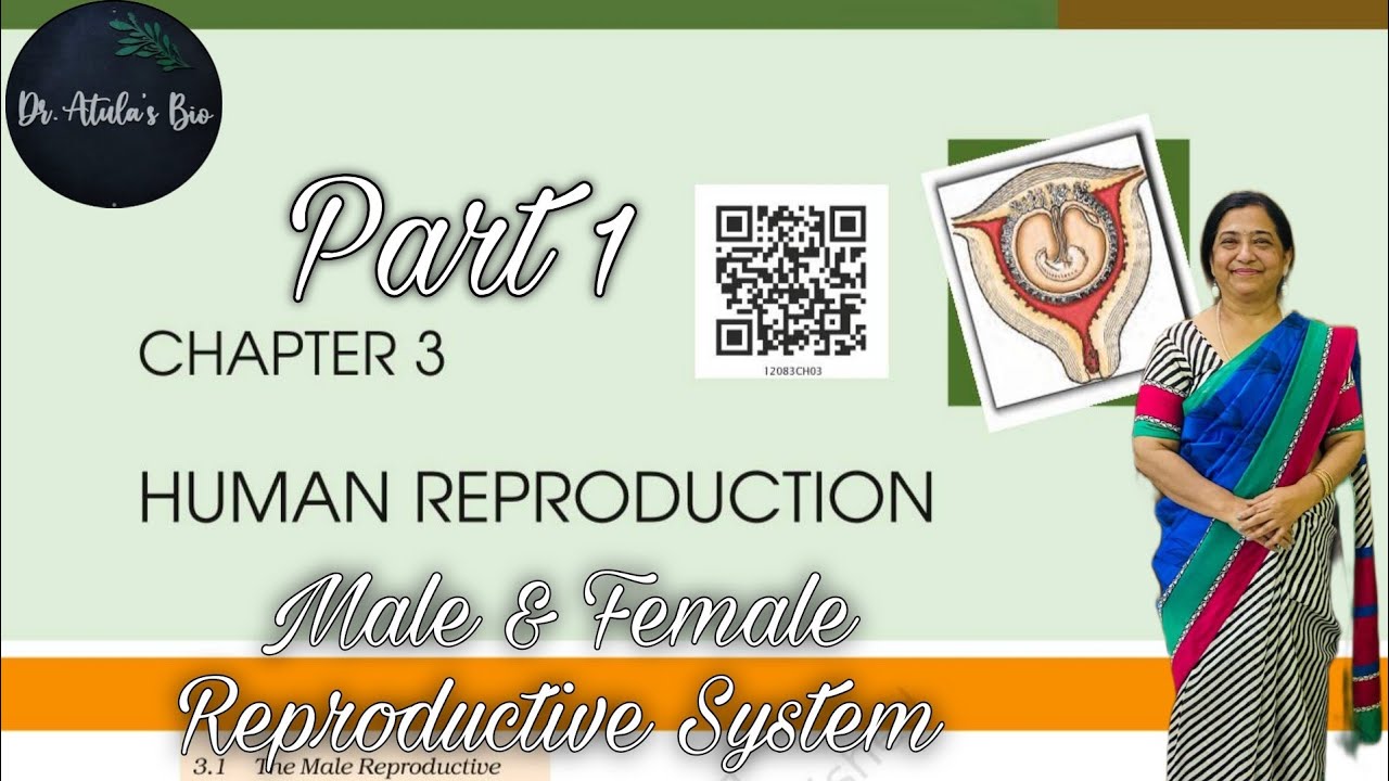 Human Reproduction - Part 1 | Class 12 Biology | NCERT/ NEET - YouTube