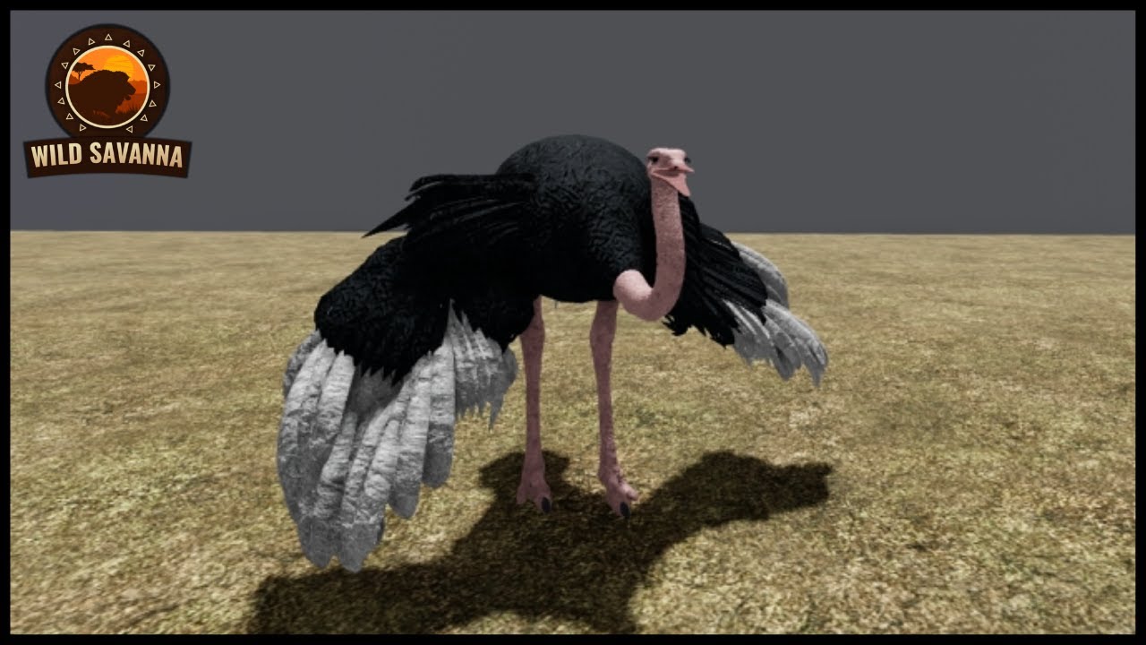 Roblox Wild Savanna - Ostrich Animations - Recode Sneak Peek - YouTube