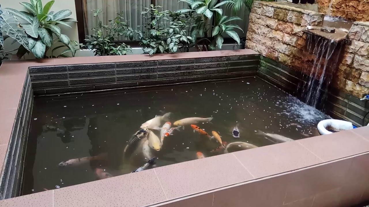 Relaxing Fish Pool - YouTube