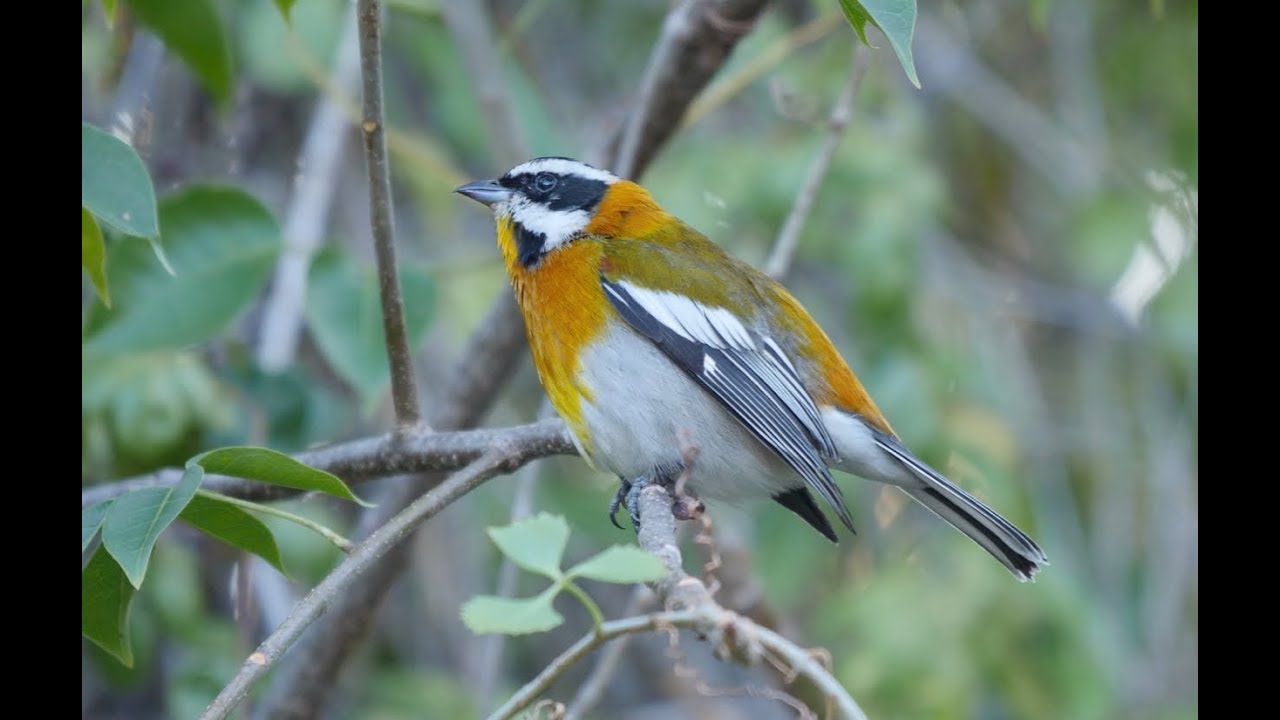 Birding in Cuba, January 2017: Part 3 - La Belen & Cayo Coco - YouTube