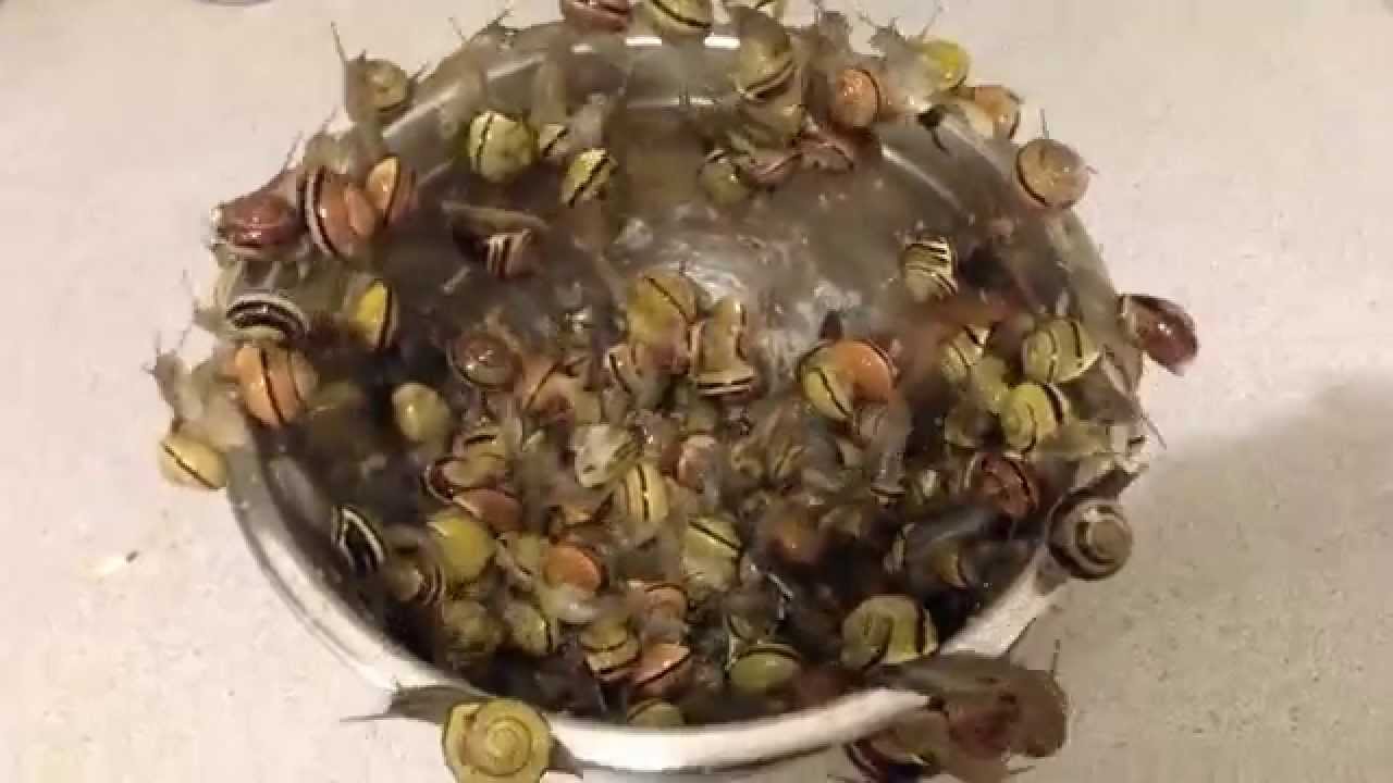 MY ARMY OF SNAILS.. HOW CUTE !! :) Quick motion - YouTube