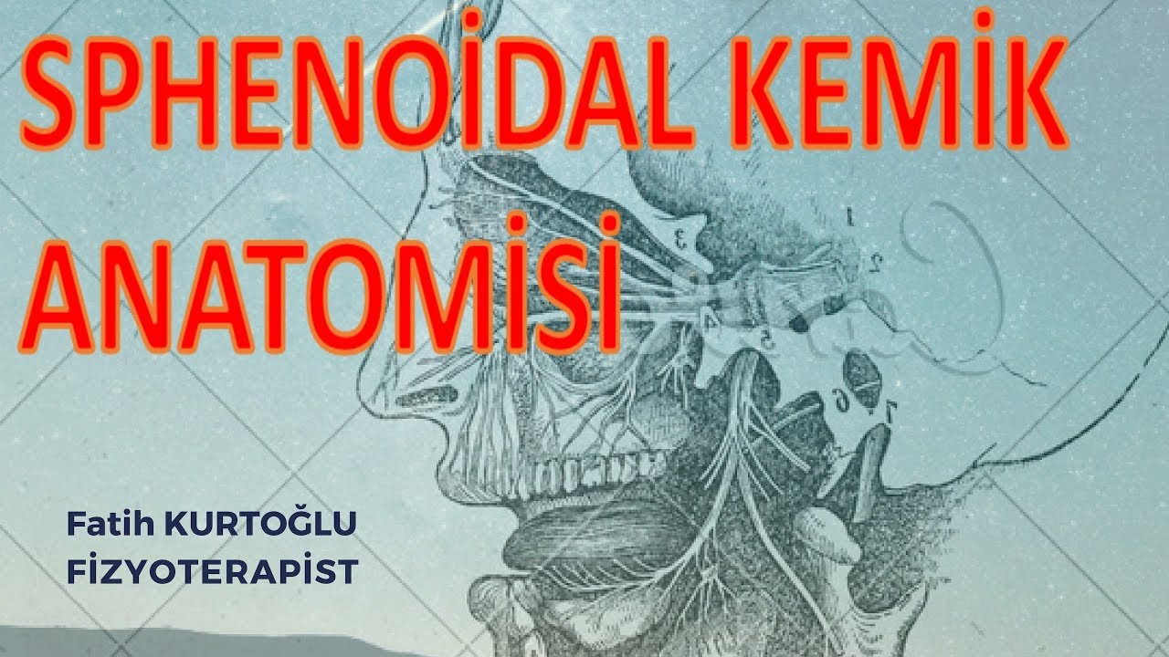 FTR | SPHENOİDAL KEMİK | Anatomi Konu Anlatımı-11 - YouTube