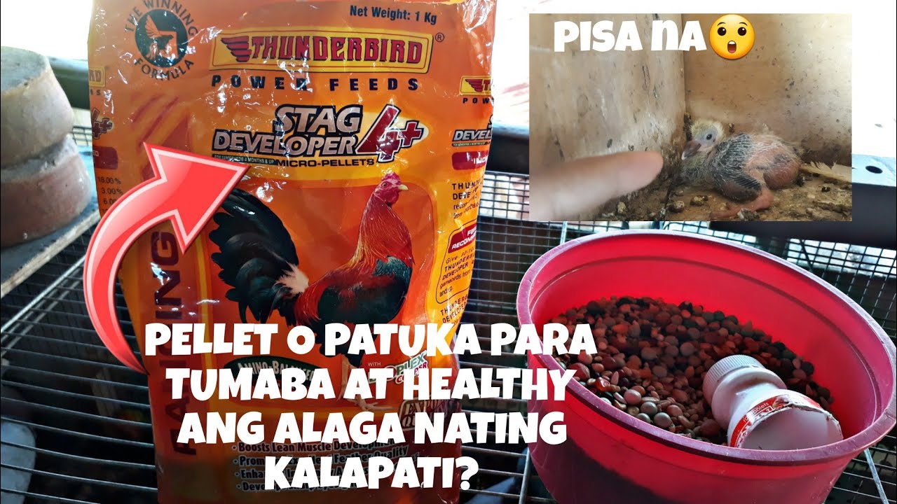 PATUKA O PELLETS PARA TUMABA O LUMUSOG ALAGA NATING KALAPATI? - YouTube