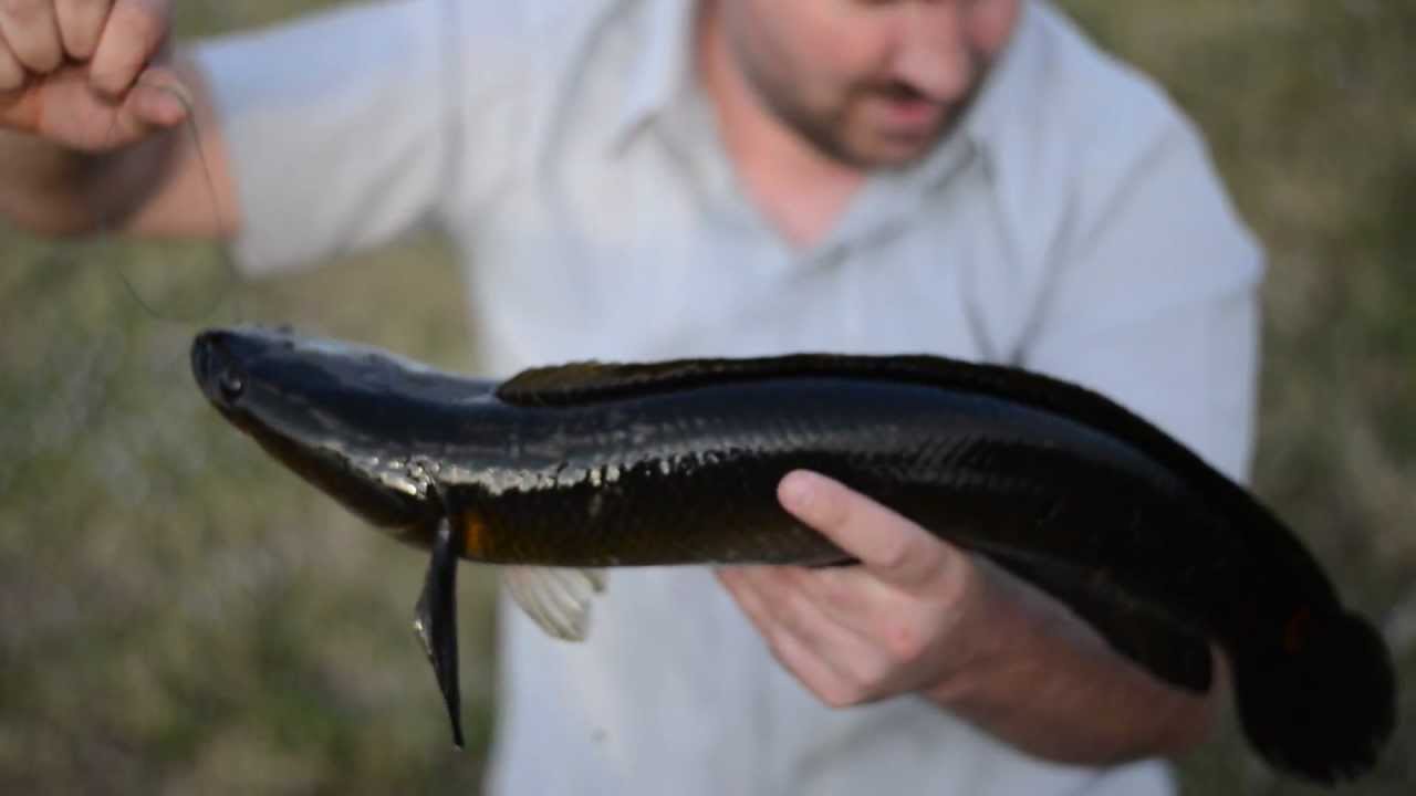 Snakehead and Mayan Cichlid Species Fishing near Miami Florida - YouTube