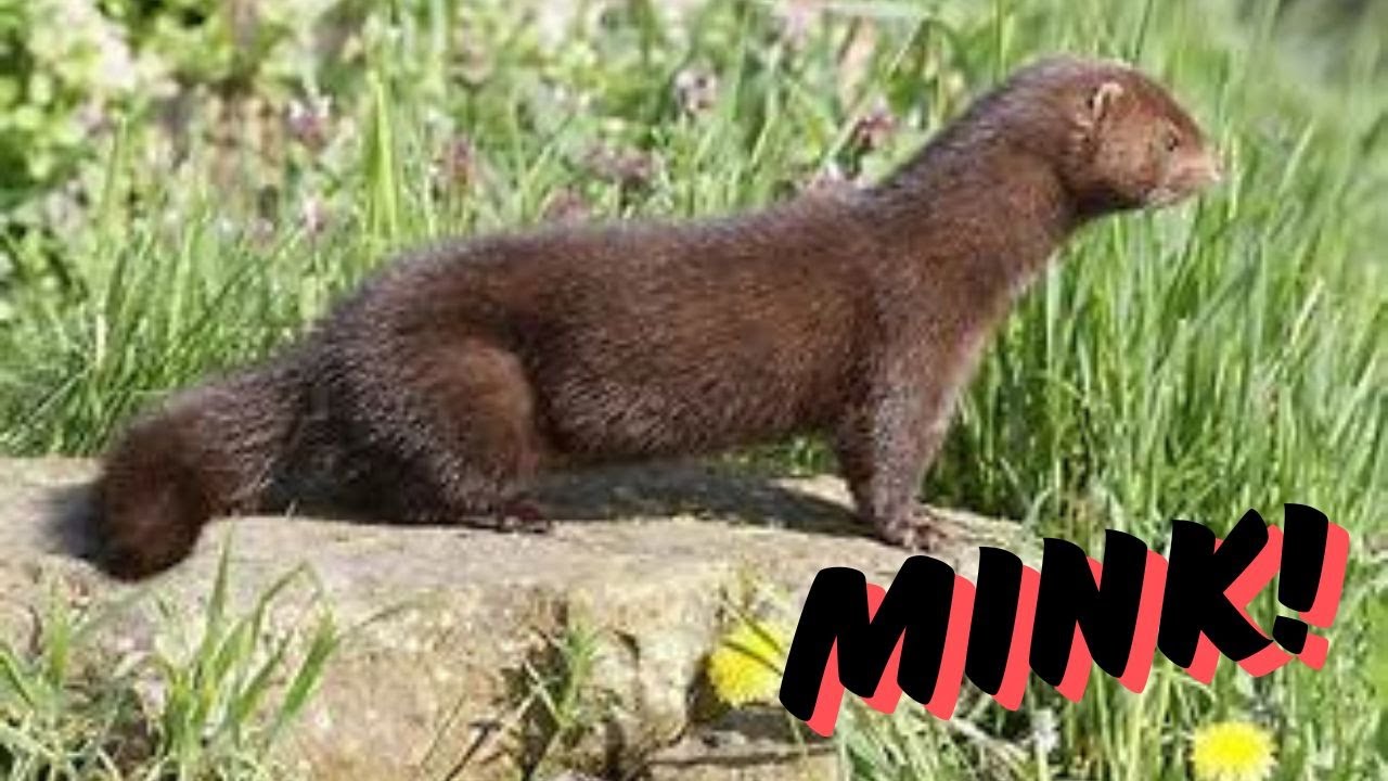 Mink Chasing a Rabbit in Dave's Butterfly Garden! - YouTube