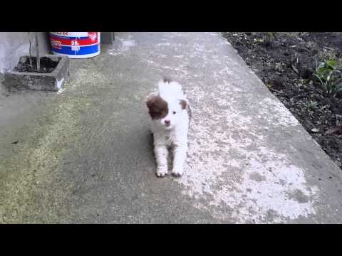 köpek kavgaları