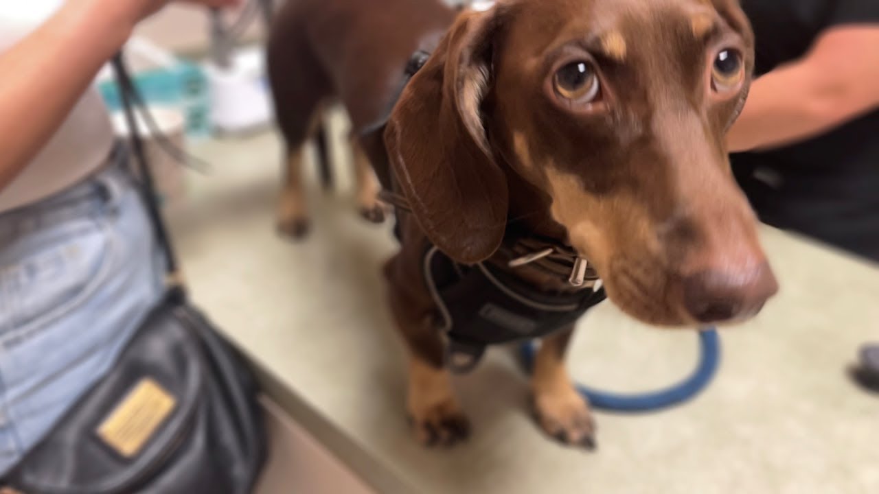 Sick dachshund goes to animal hospital! - YouTube