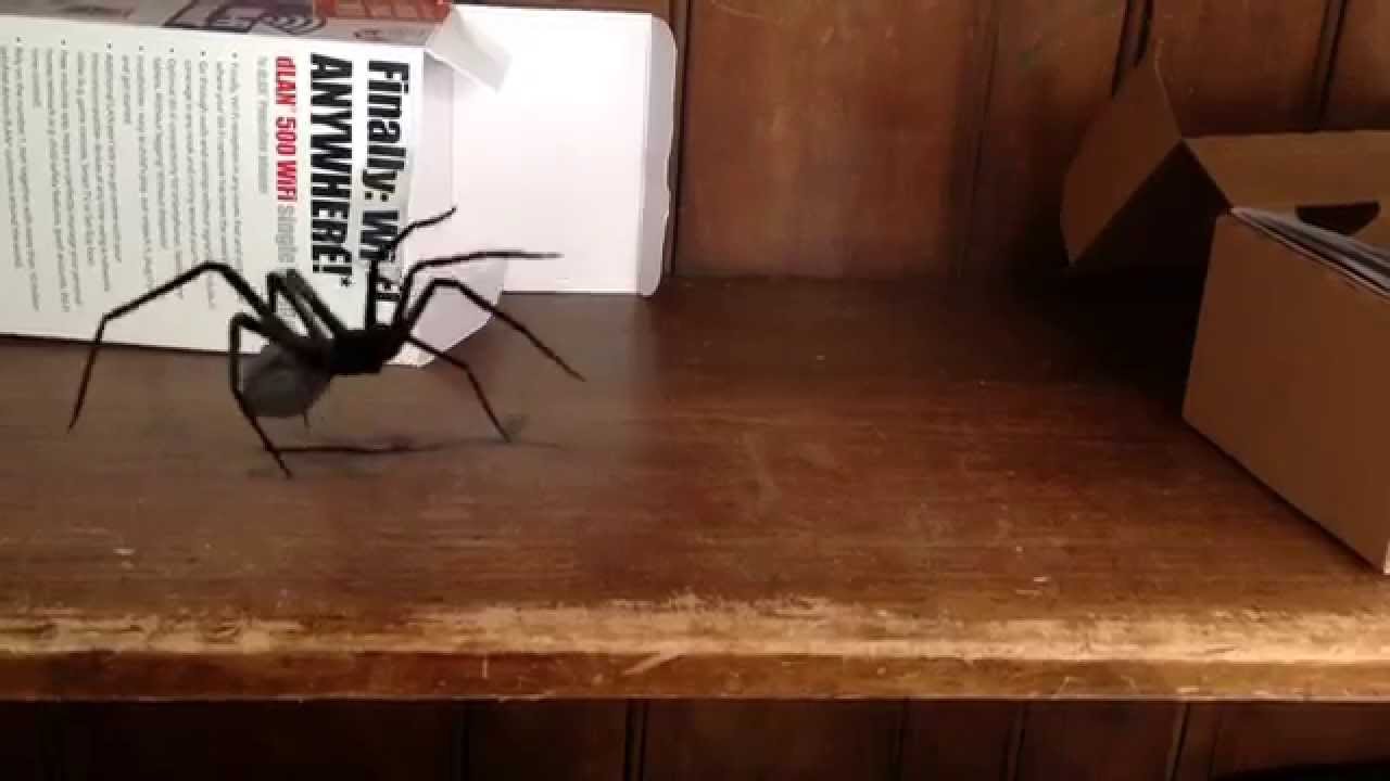Giant spider attacks camera - YouTube