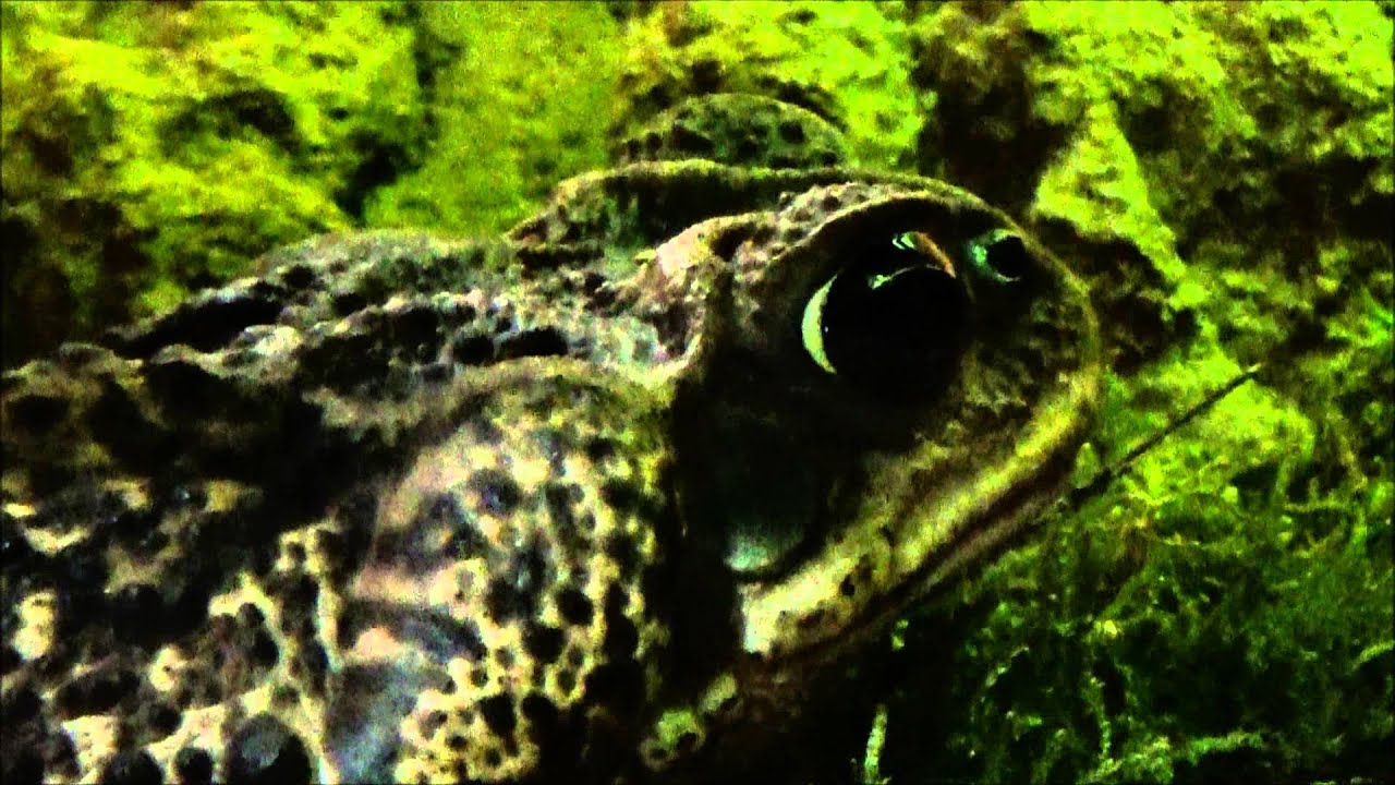 Rhinella schneideri (Werner, 1894) -HD- Rococo Toad - Ménagerie de ...