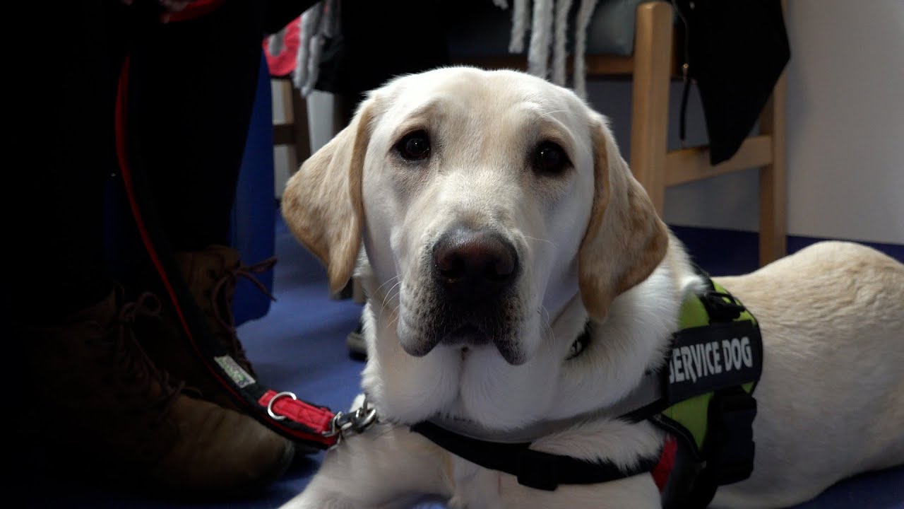 First assistance dog in a surgical setting - YouTube