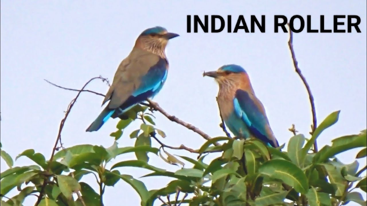 INDIAN ROLLER பாலக்குருவி - YouTube