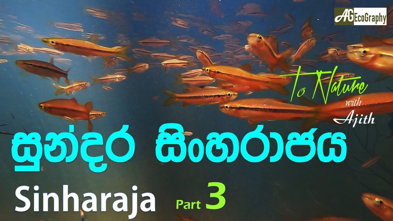 Sinharaja - Part 3 - YouTube
