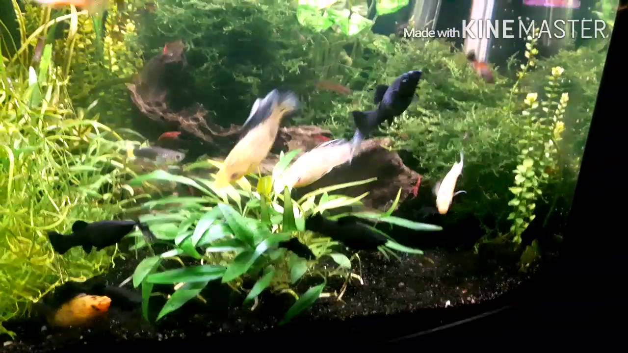 My 60 liter fish tank - YouTube