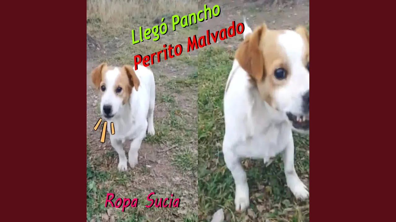 Llegó Pancho Perrito Malvado - YouTube