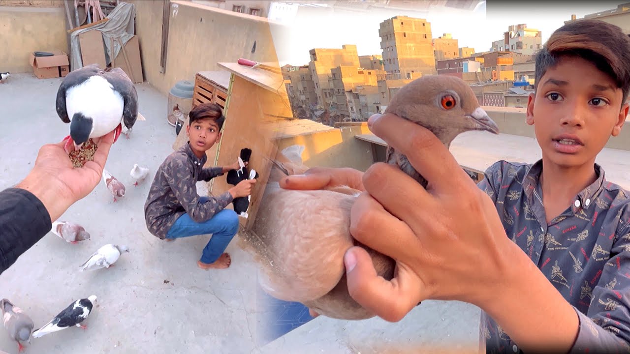 Yeh Kya Pakda Hua Kabutar Azad 🤗 Arman Birds 🐦 Vlog - YouTube