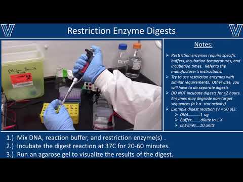 How And Where Are Restriction Enzymes Stored