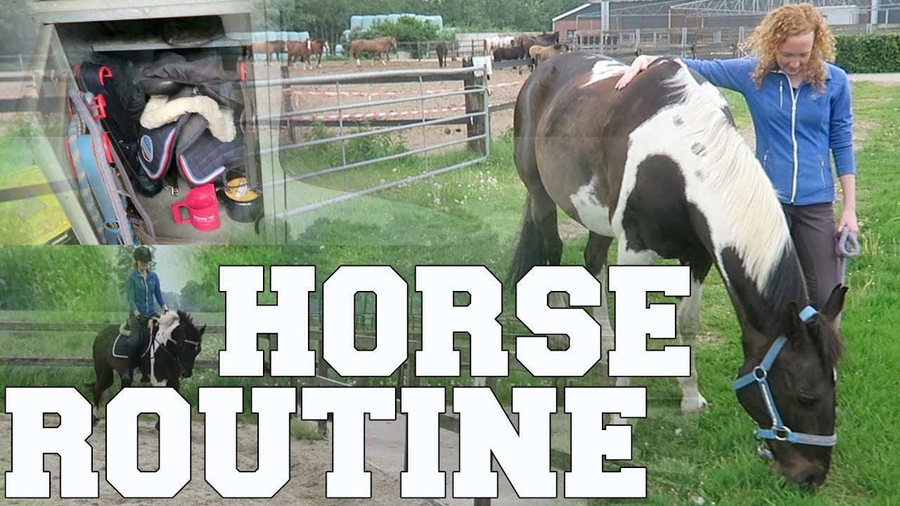DAILY HORSE ROUTINE | PAARDRIJDEN MET PLEZIER - YouTube
