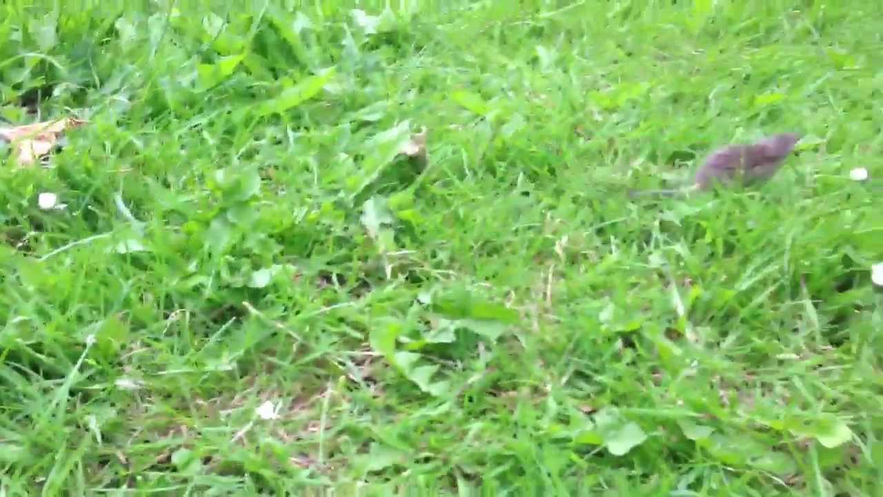 Real mice running for life - YouTube