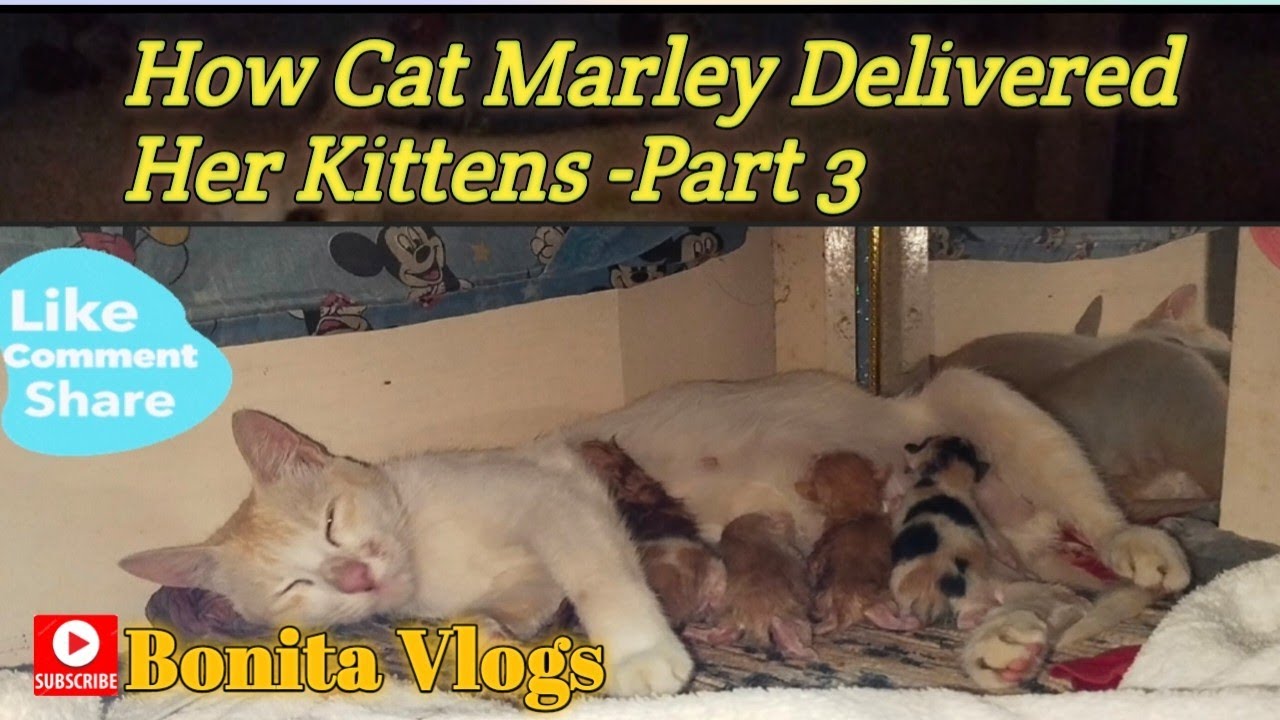 How Cat Marley Delivered Her Six(6) Kittens - P-3 ||Bonita Vlogs # ...