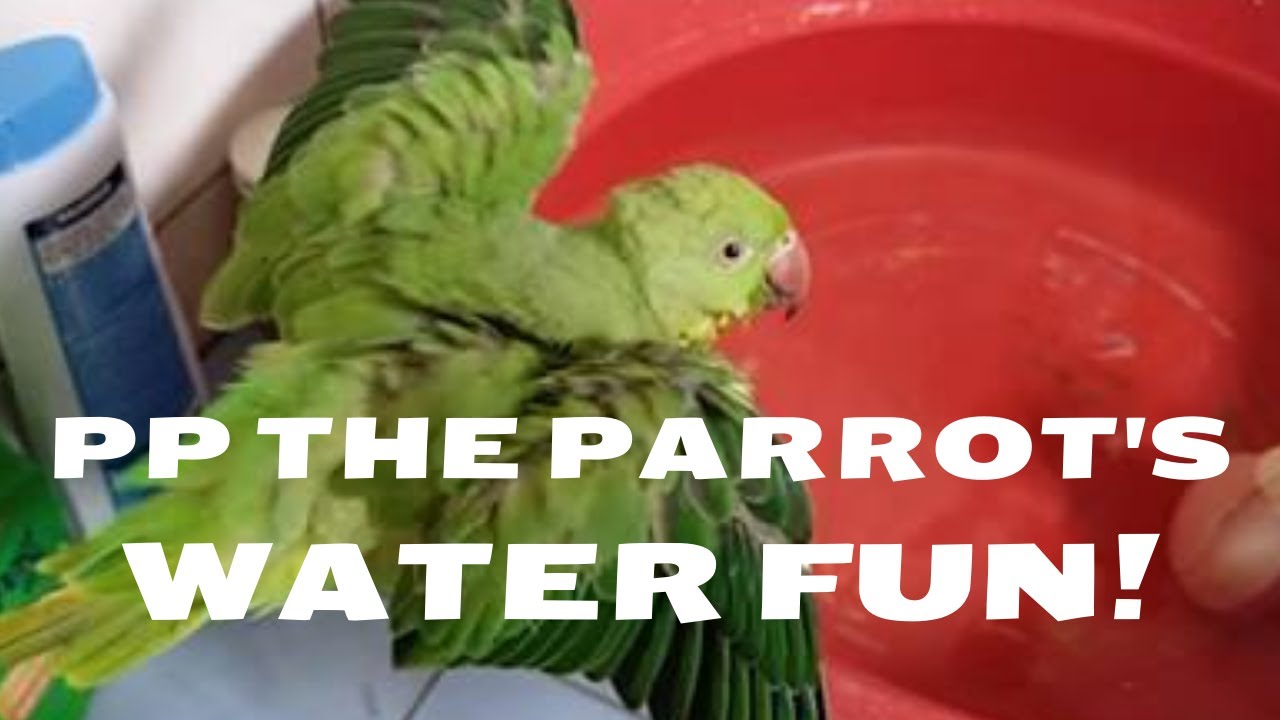 PP THE PARROT'S WATER FUN | PP'S CORNER 13th | Jenzzy Lin - YouTube