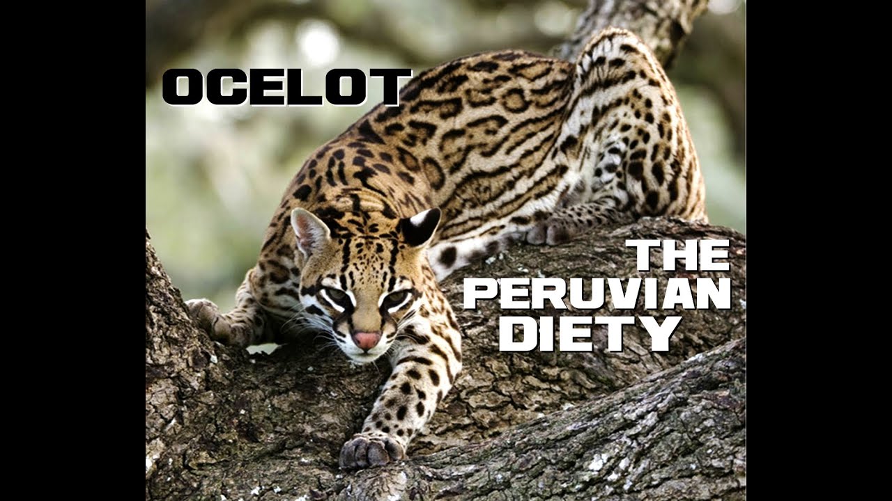10 Ocelot Facts - The Peruvian Deity - Animal a Day O Week - YouTube