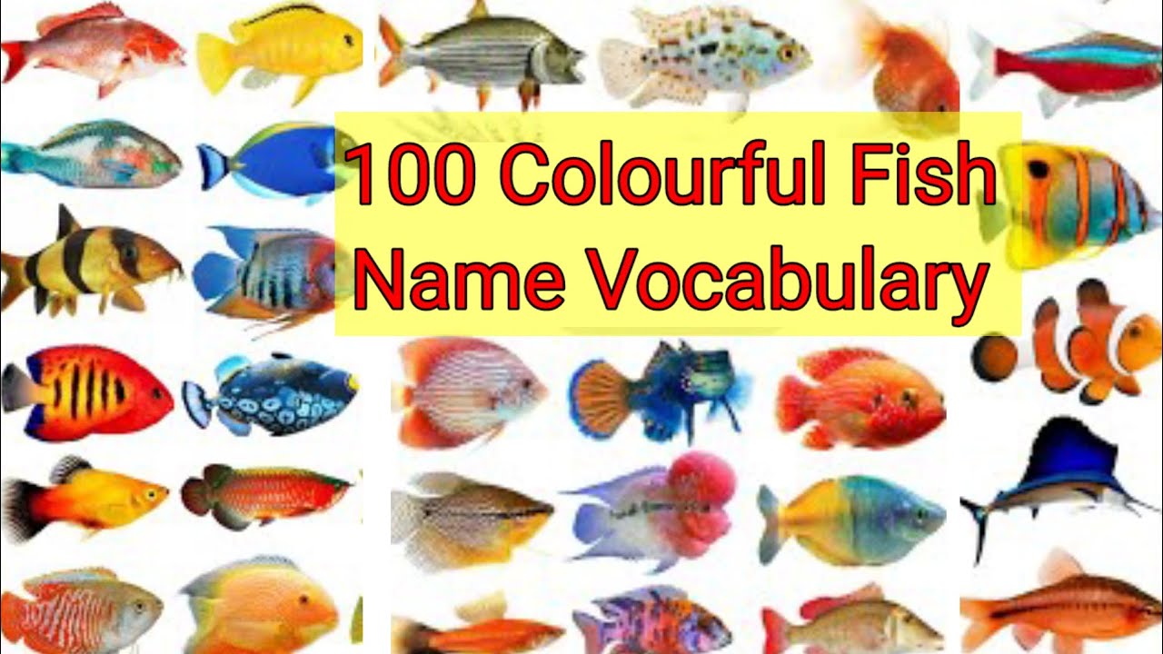 Colourful Fish Vocabulary l 100 Colourful Fishes Name In English With ...