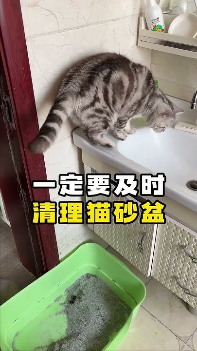 你家猫会乱拉乱尿吗？新手养猫 科学养宠 猫咪乱尿 一只憨憨小虎 Youtube