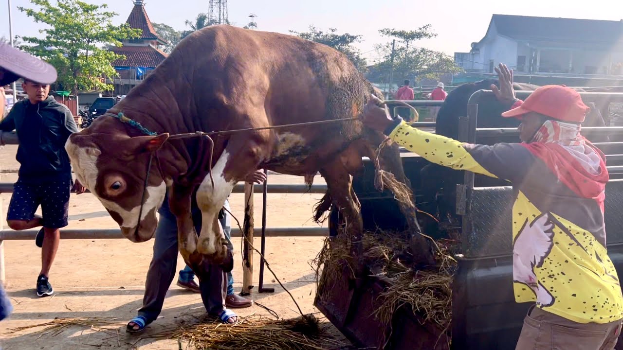 SAPI KURBAN NGAMUK TURUN DARI TRUK GANAS ‼️🔥🔥🔥 - YouTube