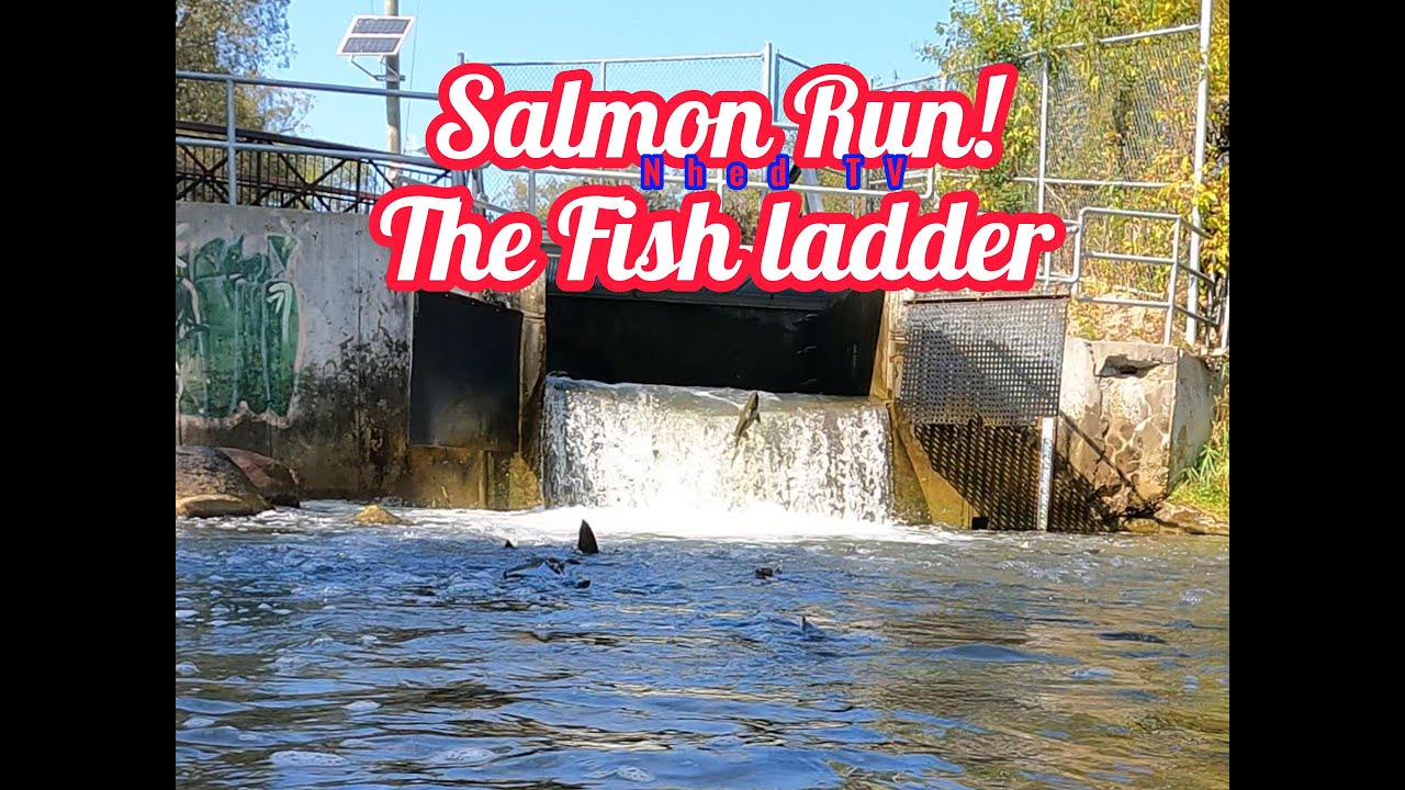Salmon Run! The Fish ladder! #salmonrun #nature #livestream - YouTube