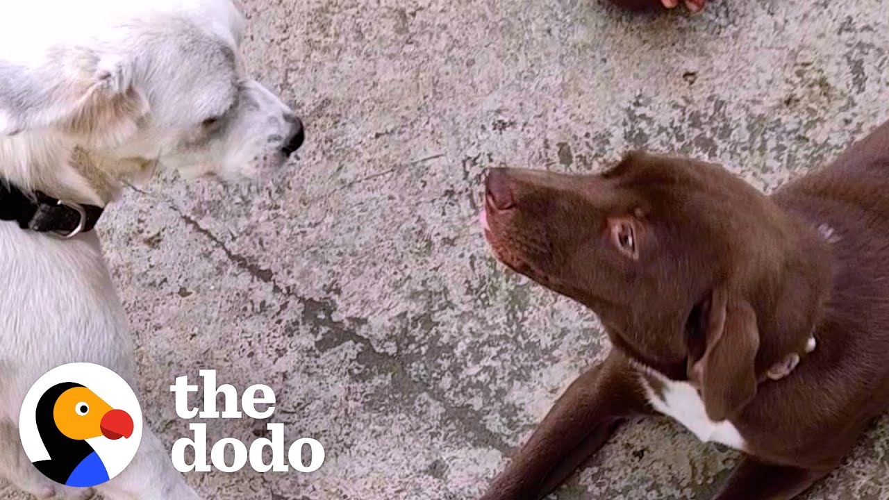 Rescued Stray Dog Gets The Perfect Sister | The Dodo Heroes - YouTube