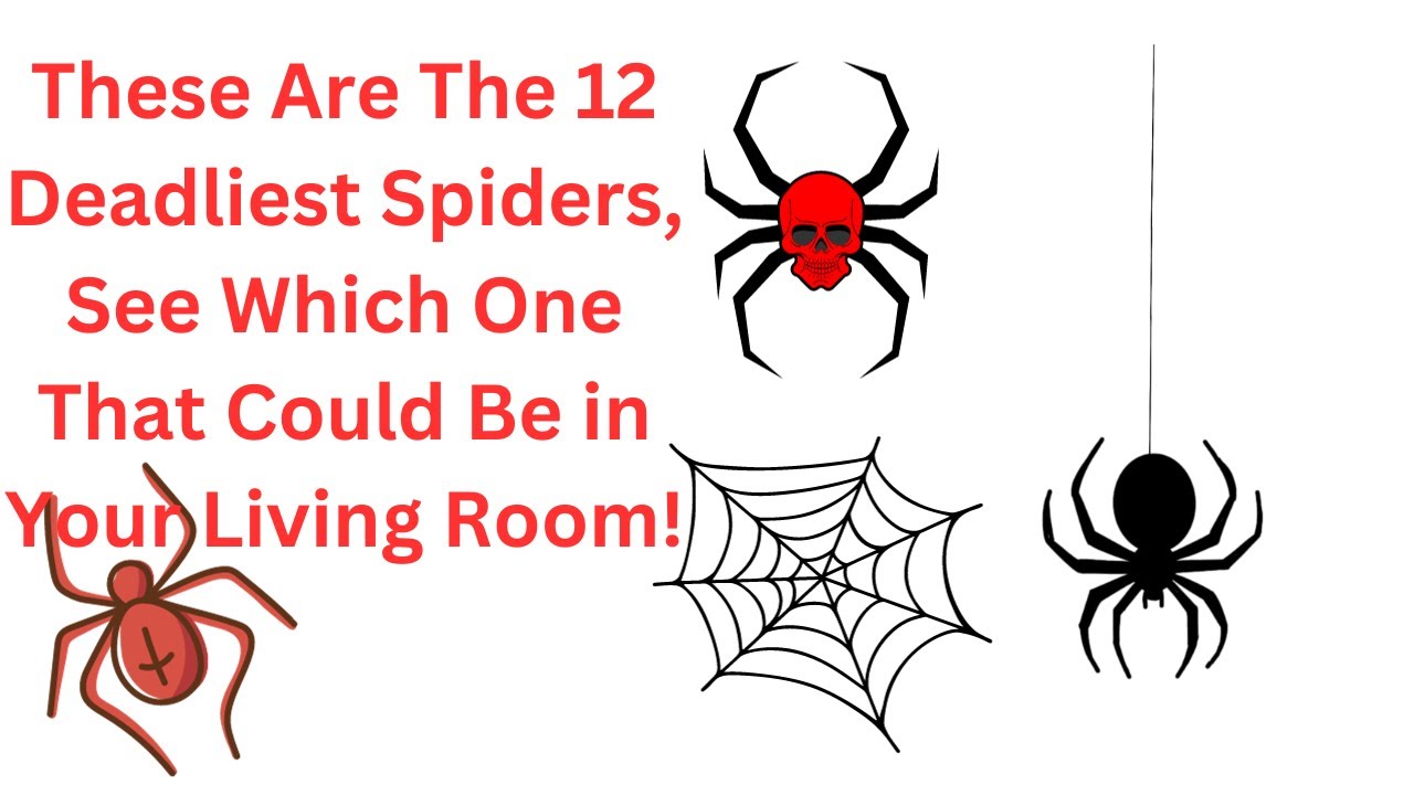 "These 12 Spiders Could Be LURKING In Your Home! 😱 | Deadliest Spiders ...