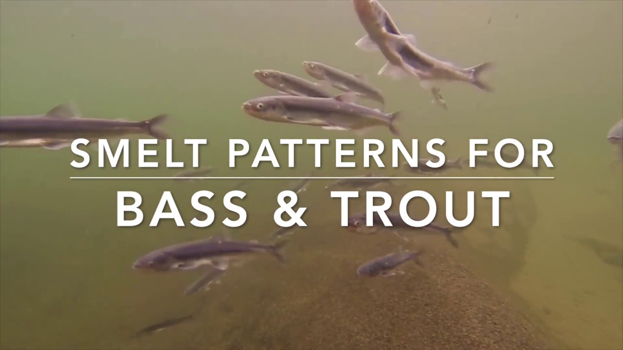 Smelt & Baitfish Patterns for Trout & Bass - The New Fly Fisher